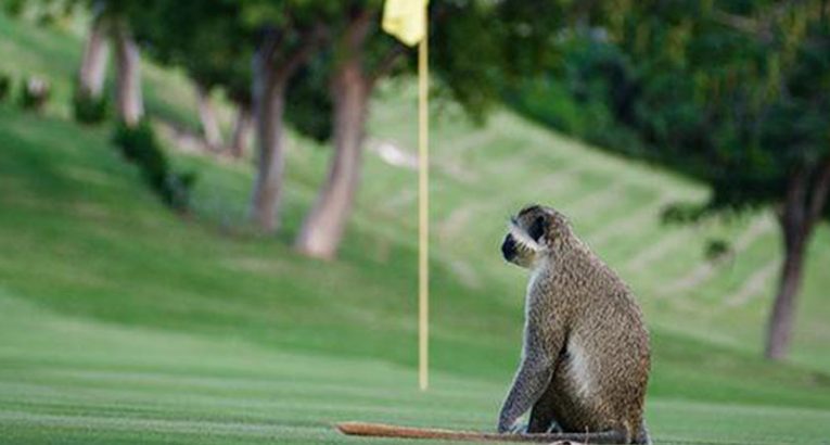 Monkeys Attack Golfers During Their Round - SwingU Clubhouse